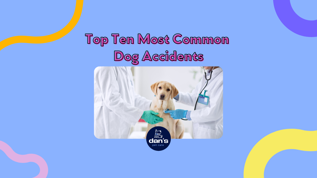 Top Ten Most Common Dog Accidents — Dan's Pet Care