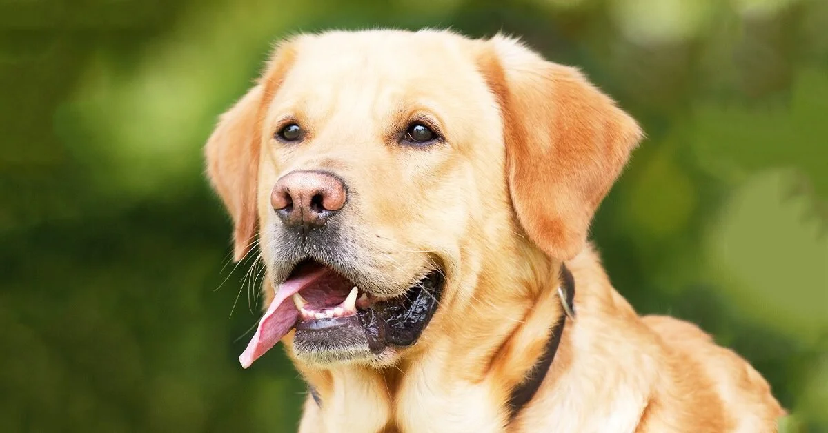 The Top 10 Most Popular Dogs By Category — Dan's Pet Care