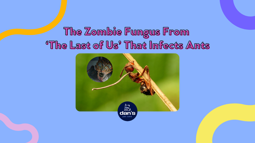 Zombie Fungus From ‘The Last of Us’ That Infects Ants 🐜 🍄 — Dan's Pet Care