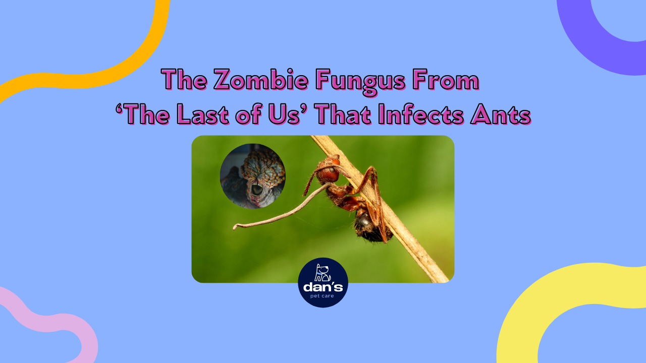 Zombie Fungus From ‘The Last of Us’ That Infects Ants 🐜 🍄 — Dan's Pet Care