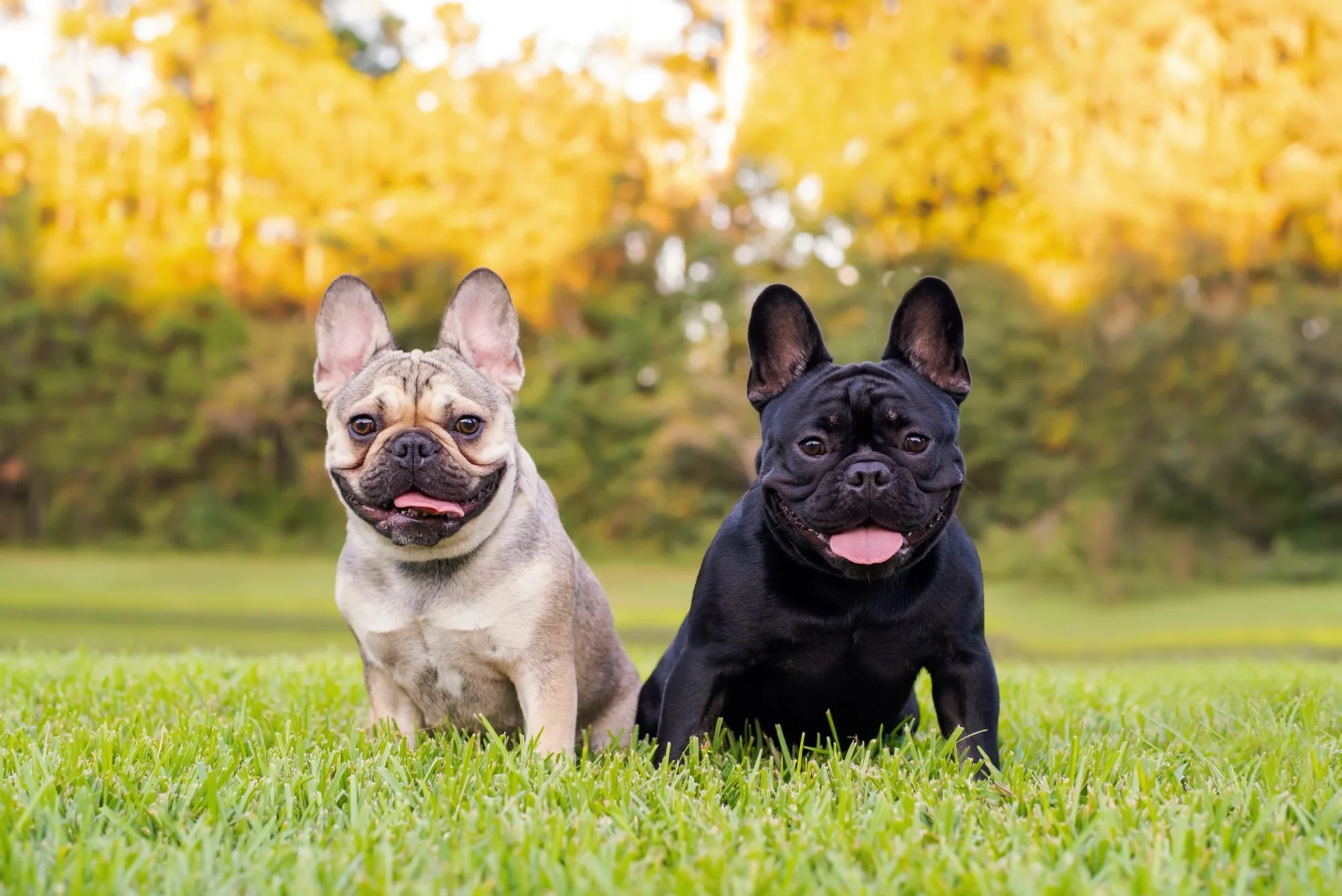 French Bulldogs Take the Crown: America's New Top Dog Breed! — Dan's ...