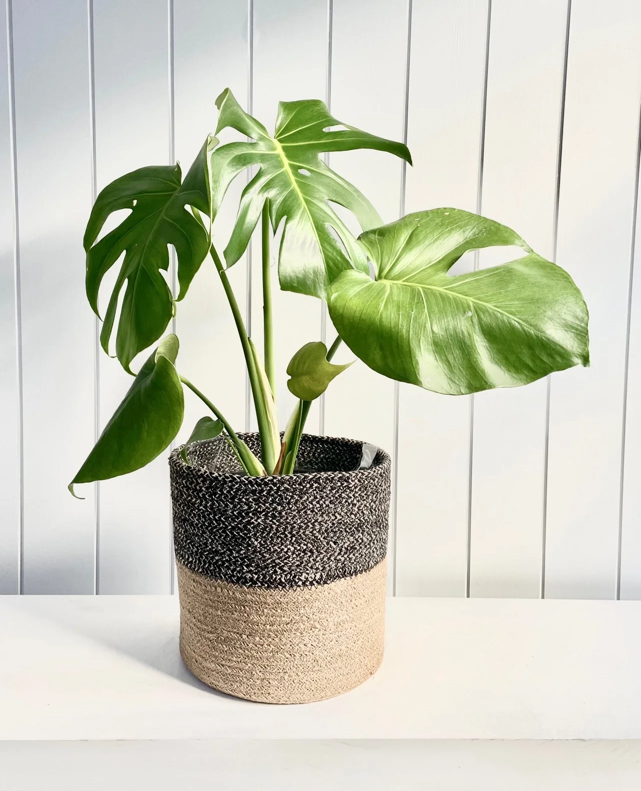 Plants — www.copperbeech.com.au