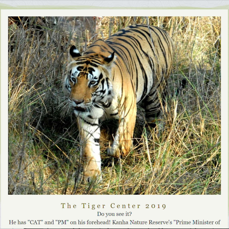 The Tiger Center