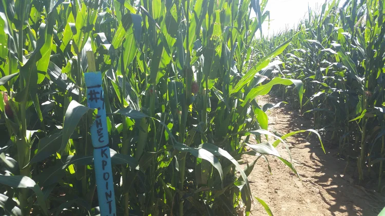 Corn Maze — Lewin Farms Homepage