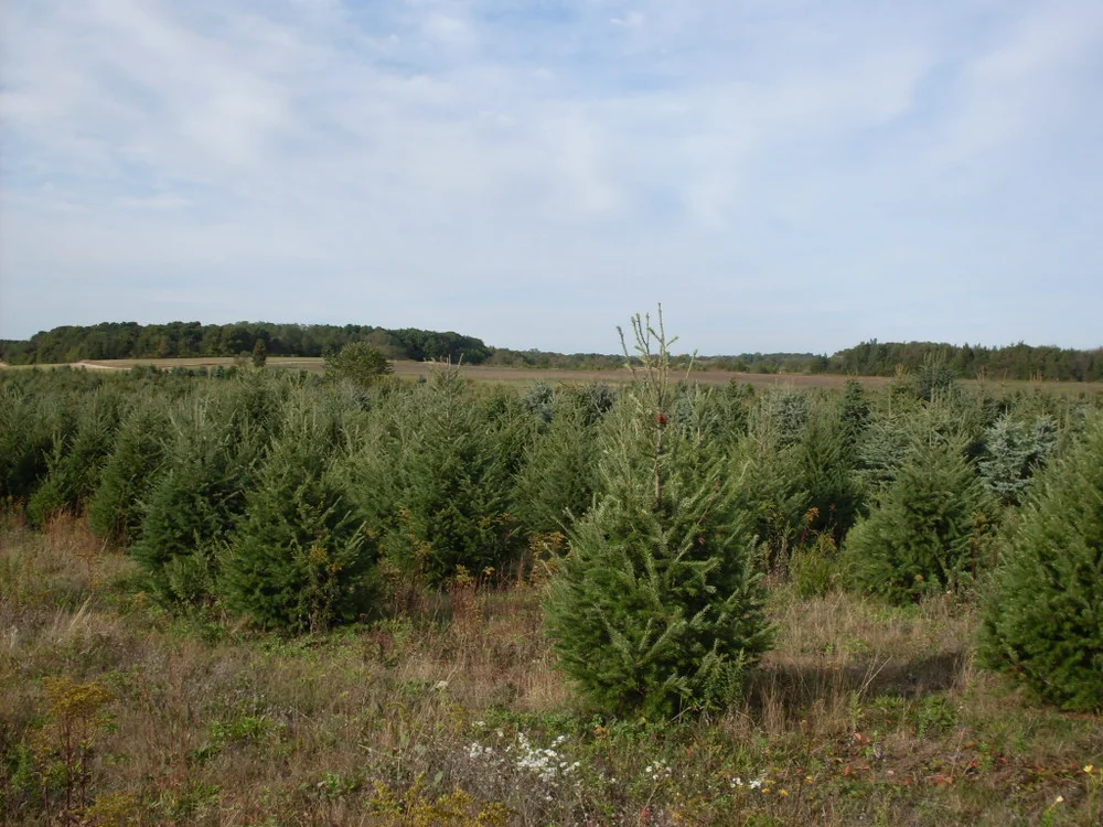 Christmas Trees — Lewin Farms Homepage