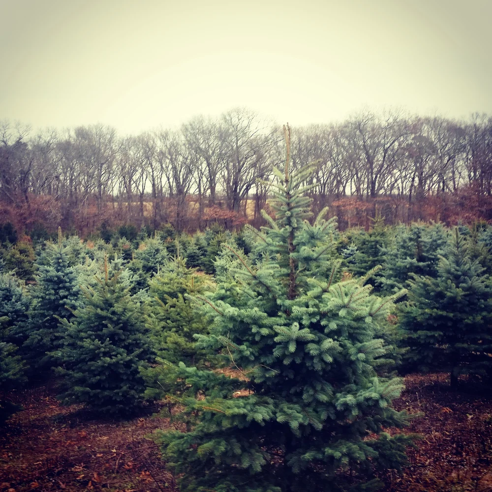 Christmas Trees — Lewin Farms Homepage