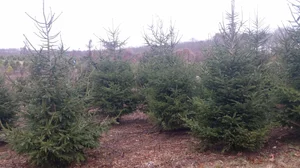 Christmas Trees — Lewin Farms Homepage