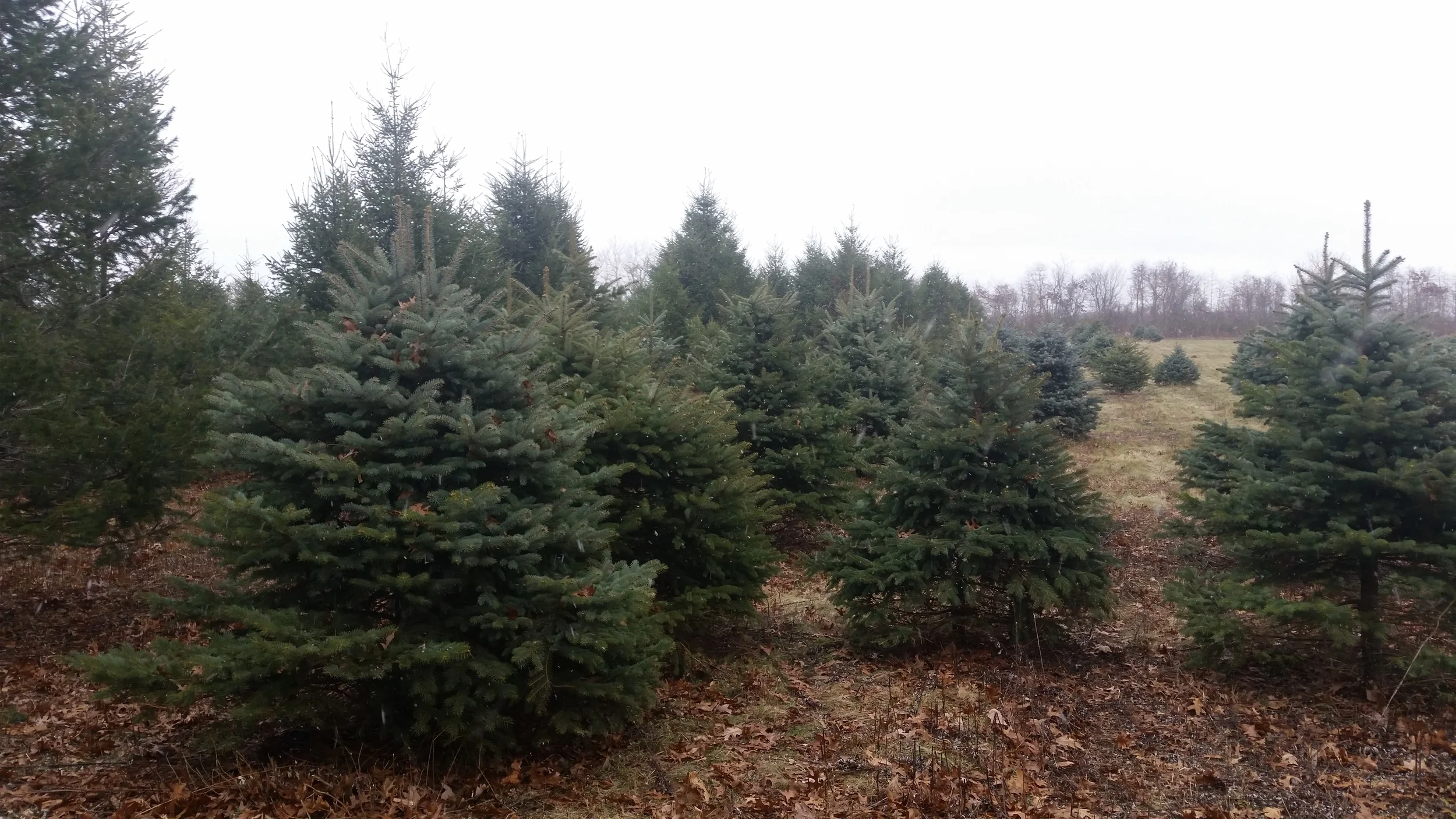 Christmas Trees — Lewin Farms Homepage