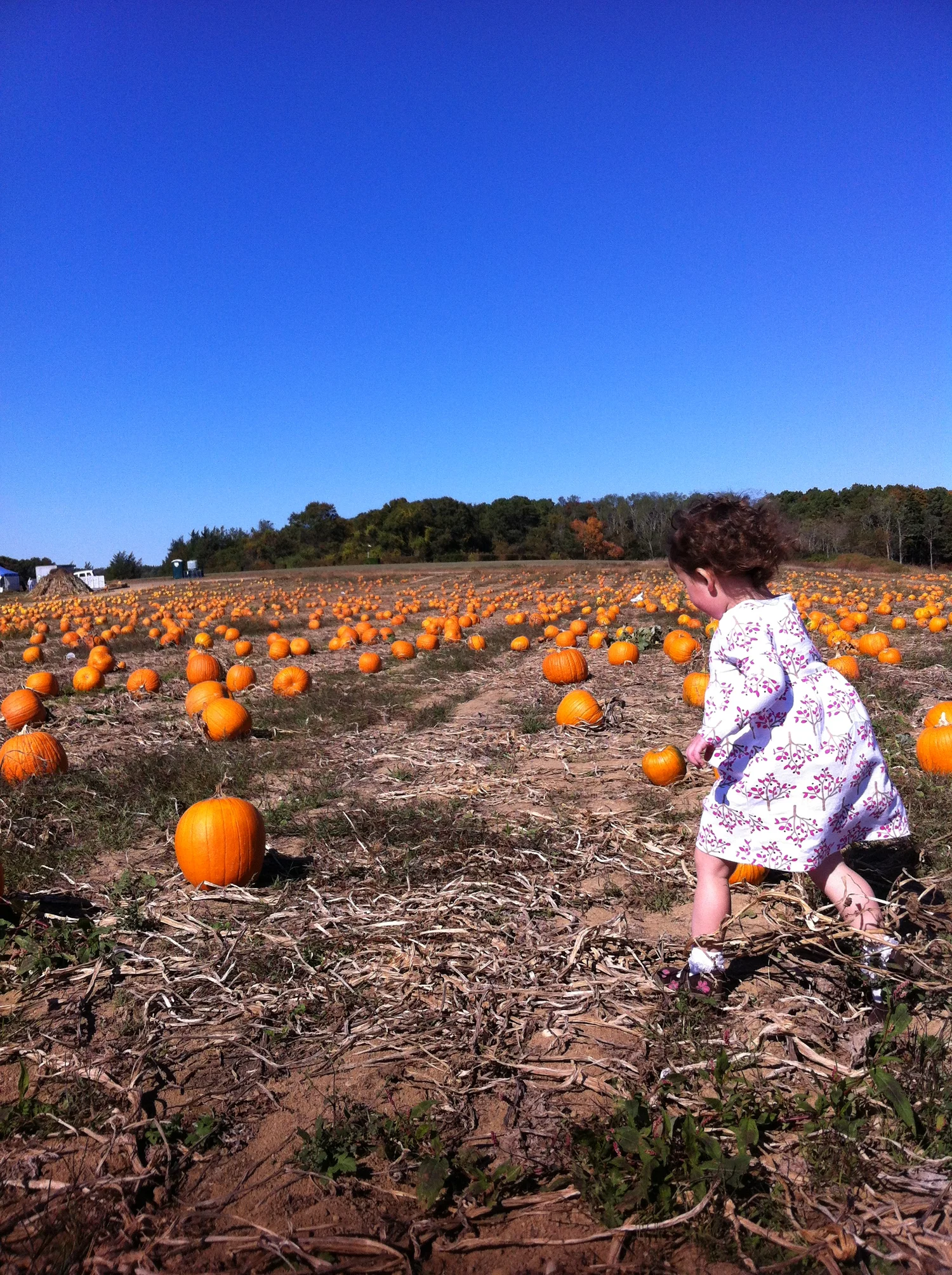 Pick Your Own — Lewin Farms Homepage