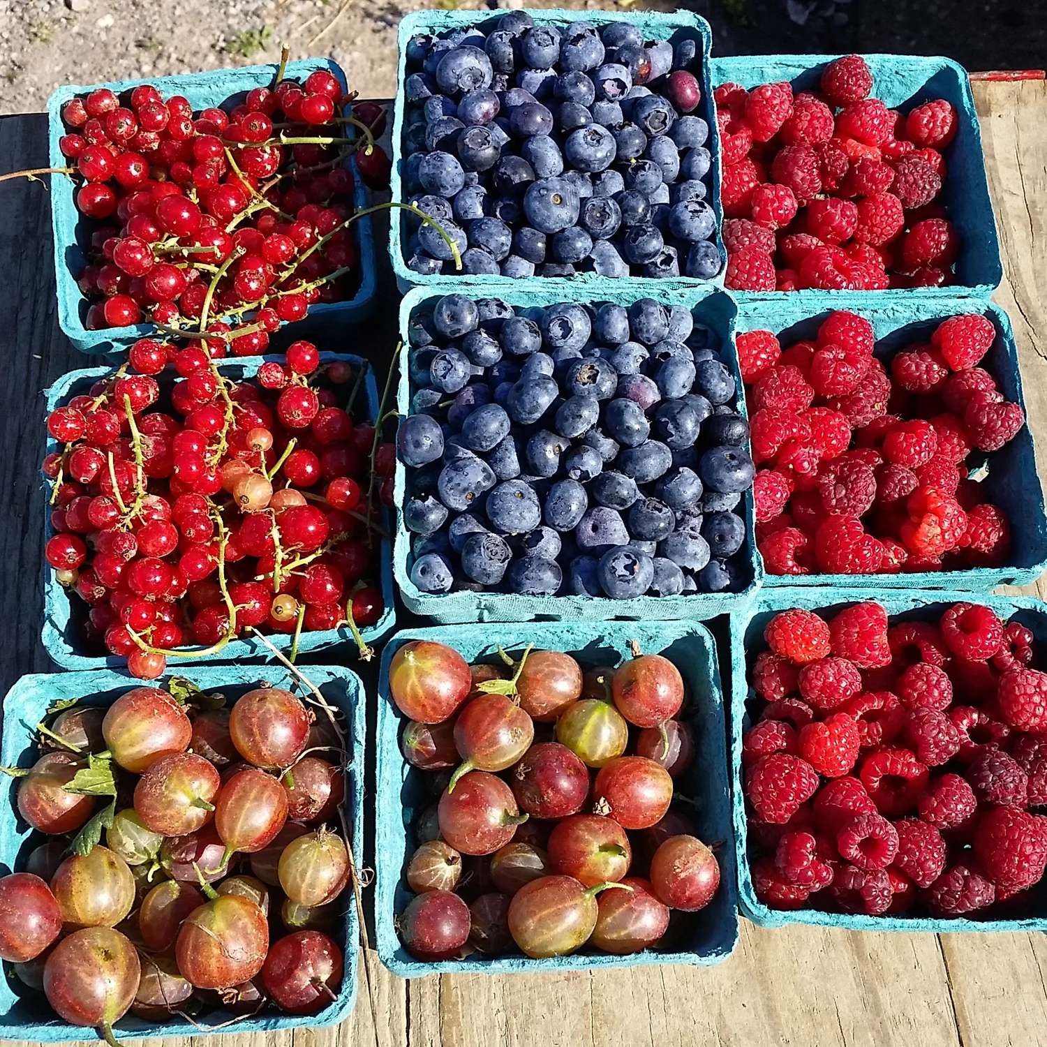 Pick Your Own — Lewin Farms Homepage