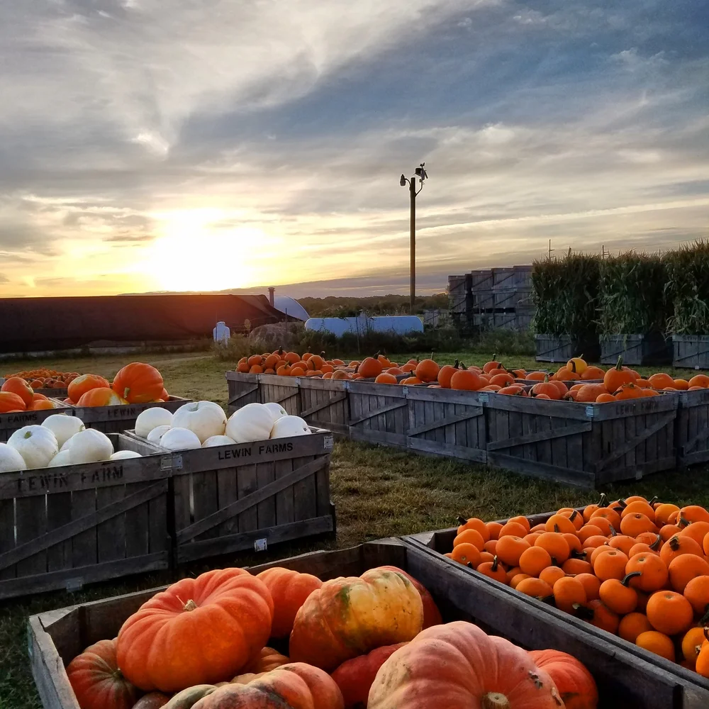Farm Stand — Lewin Farms Homepage