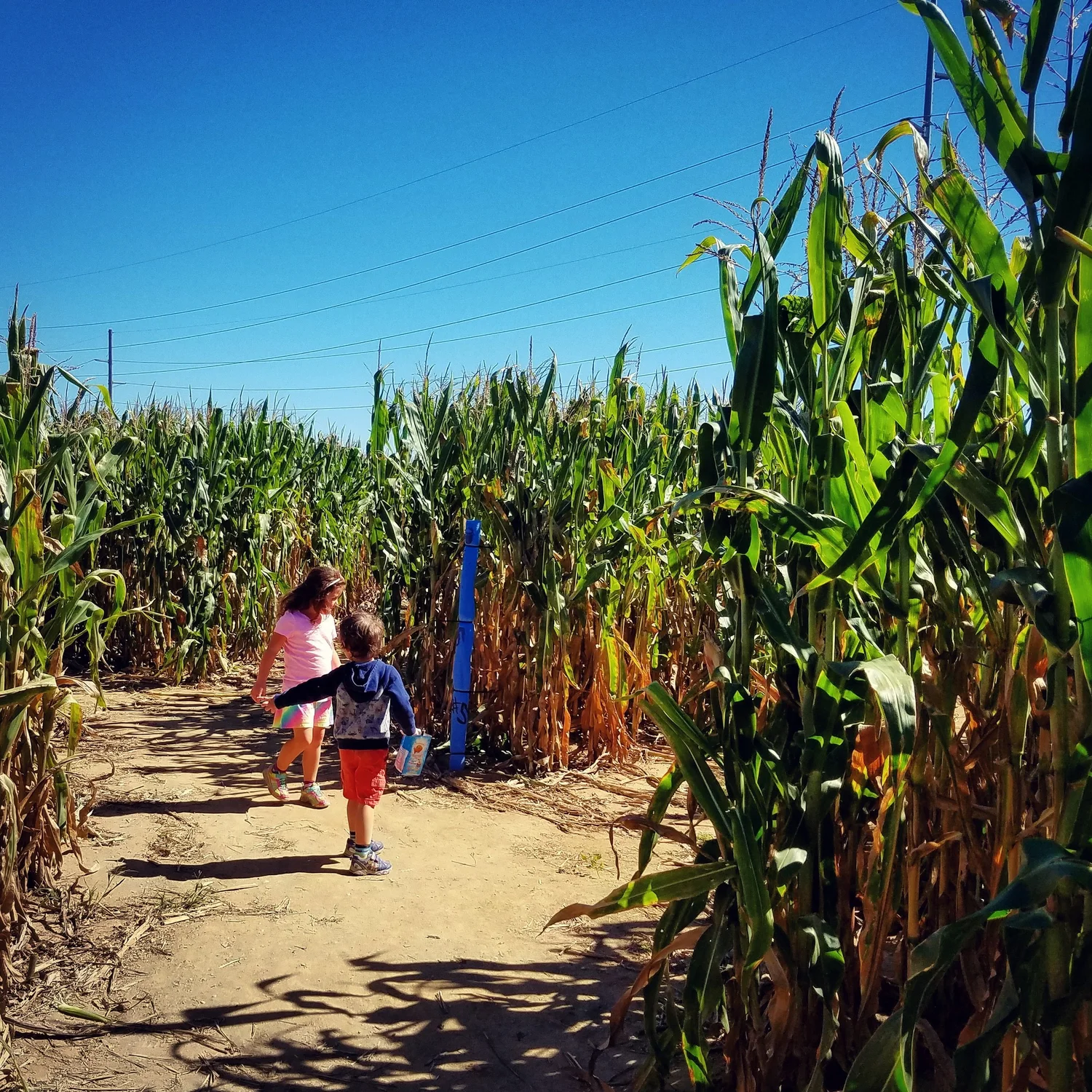Corn Maze — Lewin Farms Homepage