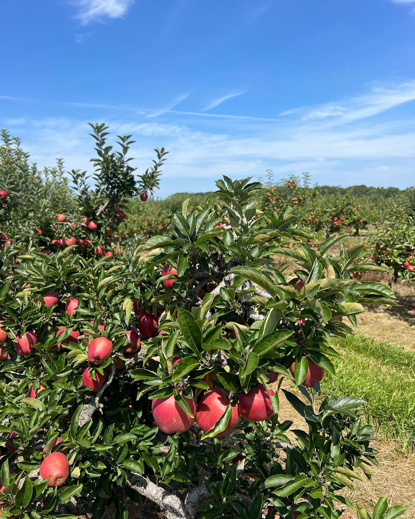 About — Lewin Farms Homepage