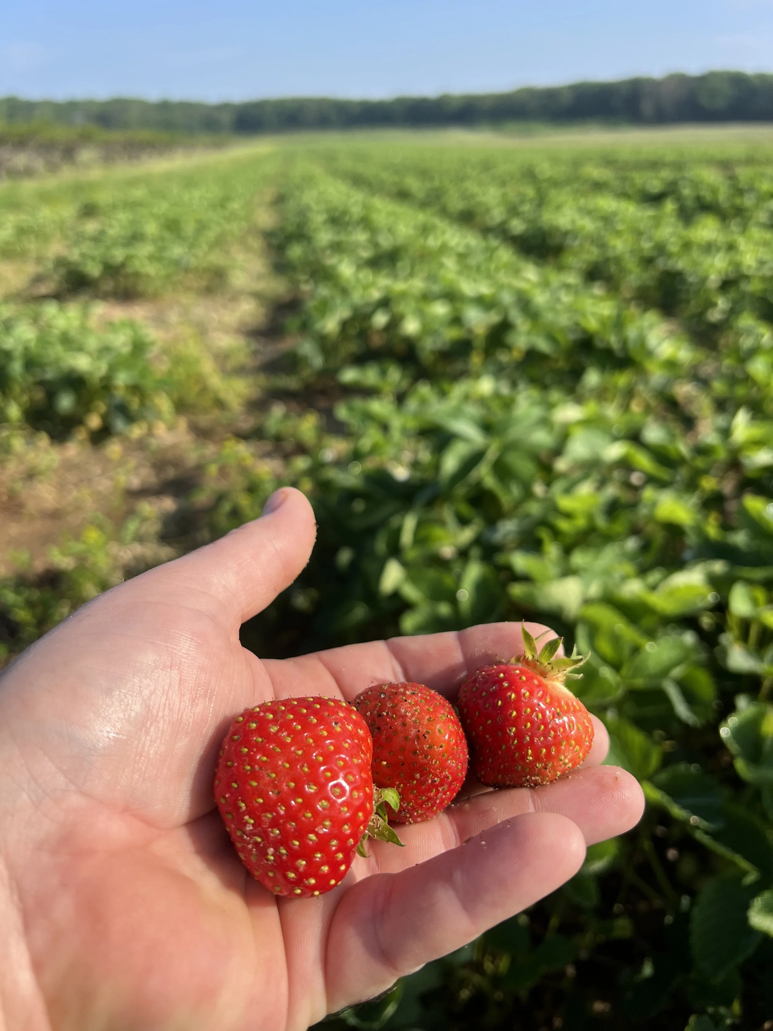 Pick Your Own — Lewin Farms Homepage