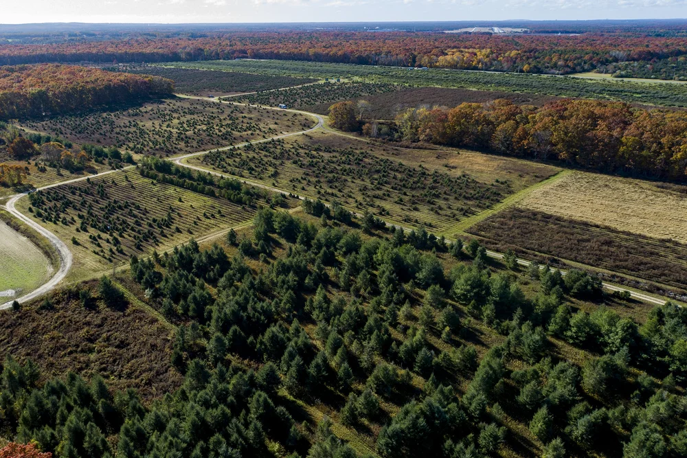 Christmas Trees — Lewin Farms Homepage