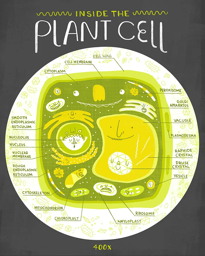 CELLS — Rachel Ignotofsky Design