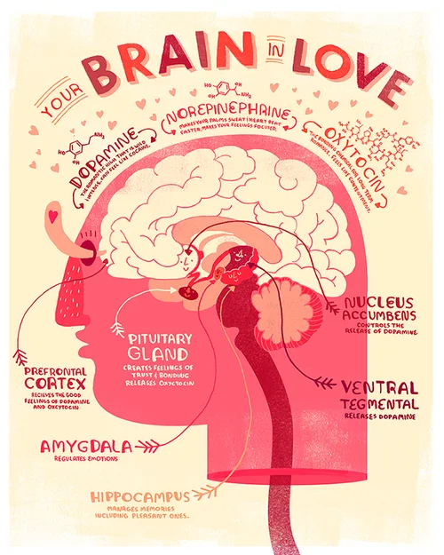 love anatomy — Rachel Ignotofsky Design