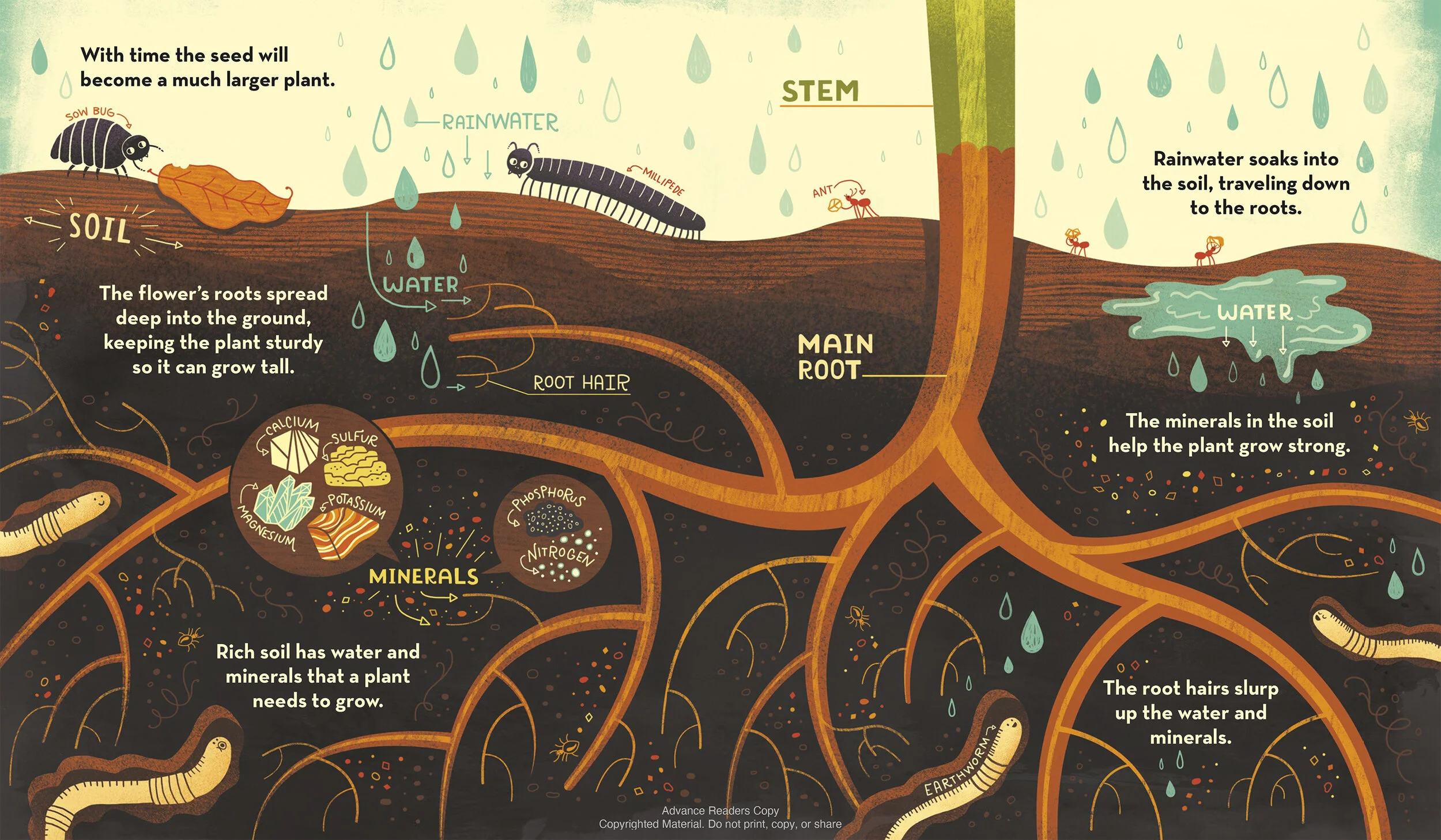 WHAT'S INSIDE A FLOWER? — Rachel Ignotofsky Design