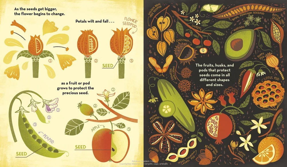 WHAT'S INSIDE A FLOWER? — Rachel Ignotofsky Design