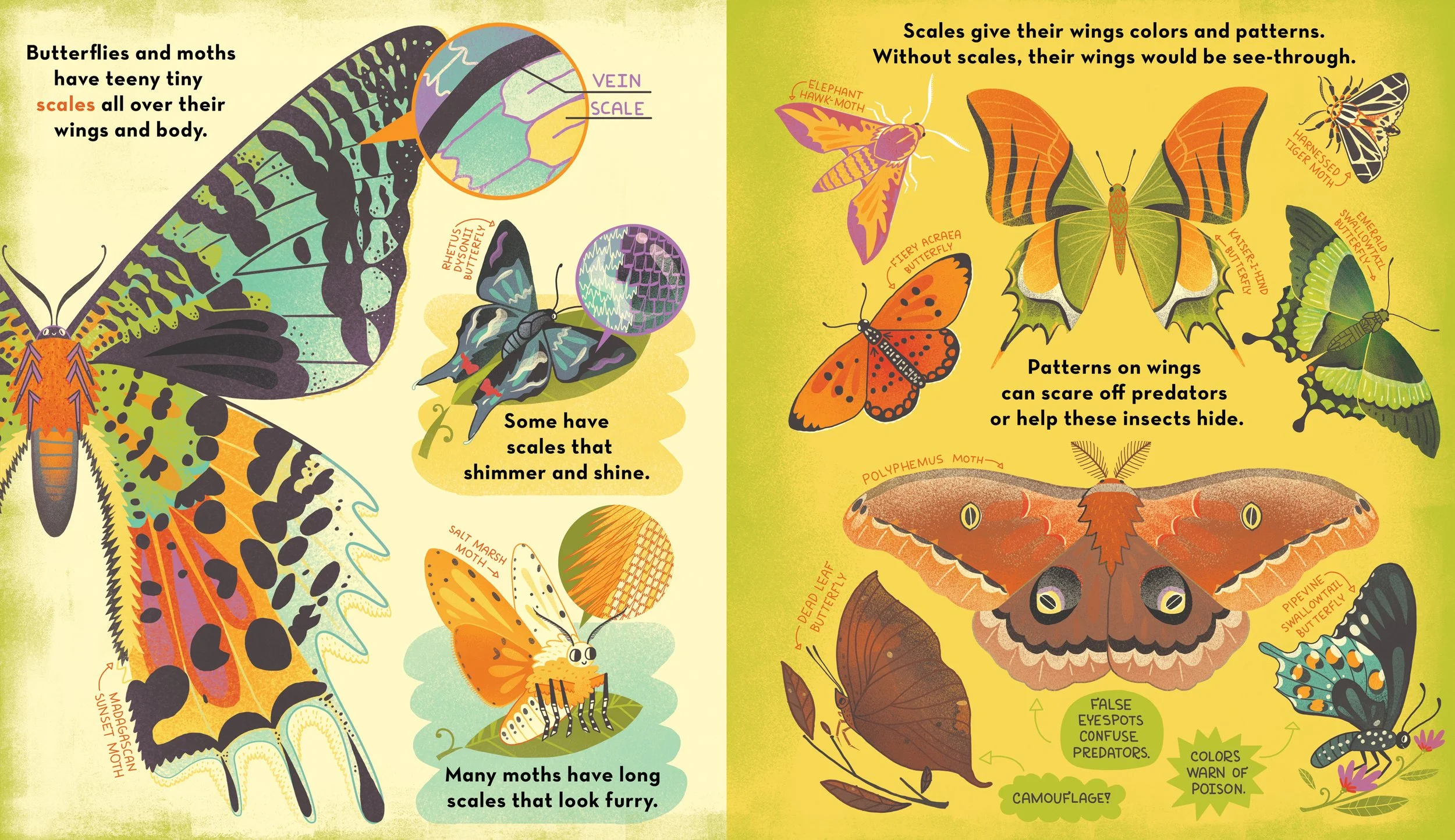 WHAT'S INSIDE A CATERPILLAR COCOON? — Rachel Ignotofsky Design