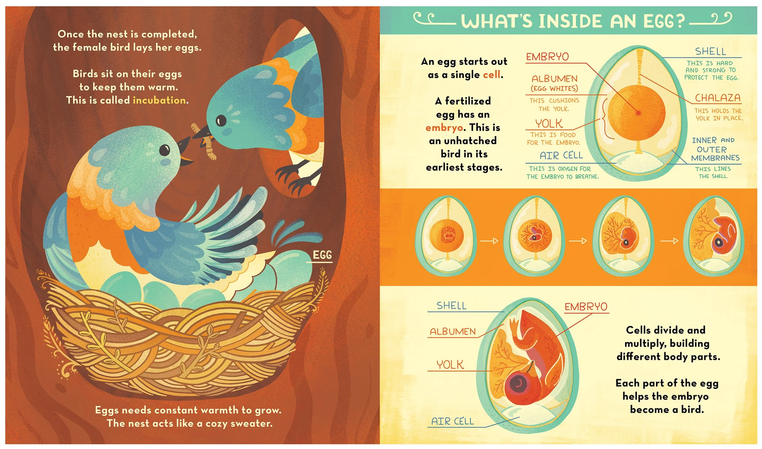 WHAT'S INSIDE A BIRD'S NEST? — Rachel Ignotofsky Design