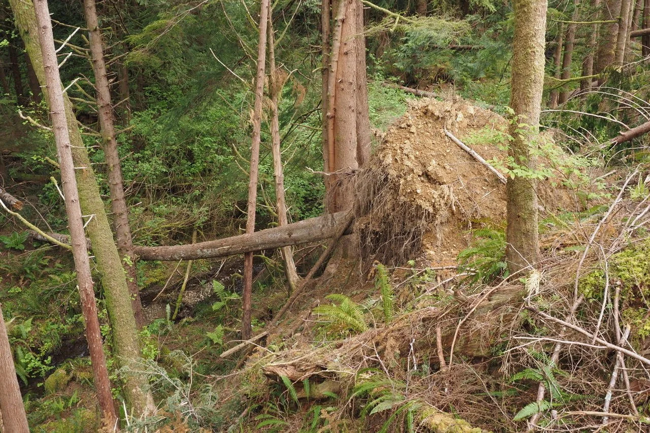 Logging impacts on public drinking water — Betsy Herbert's writing