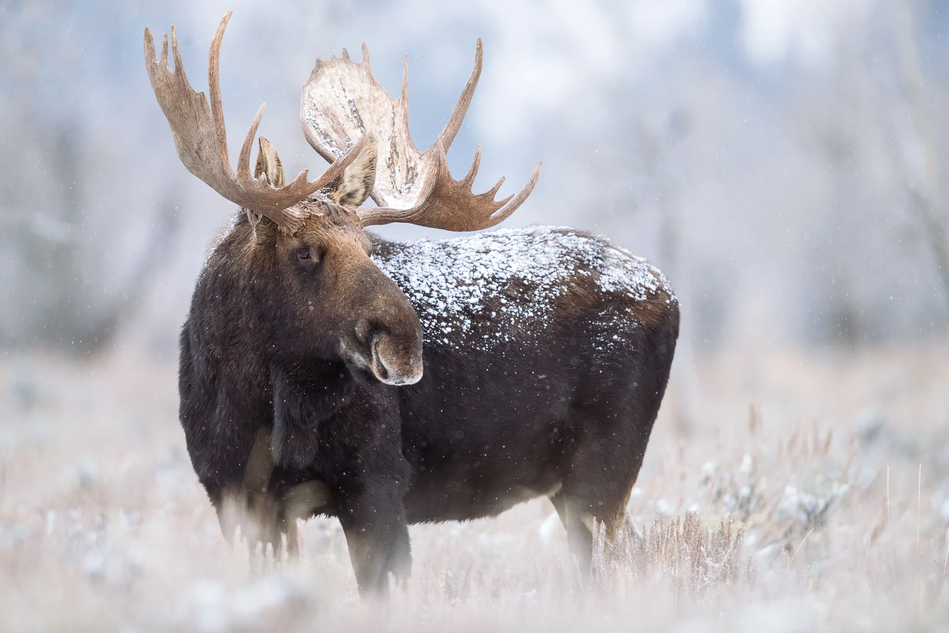 Falling snow collects on a bull moose as he browses in sagebrush flats ...