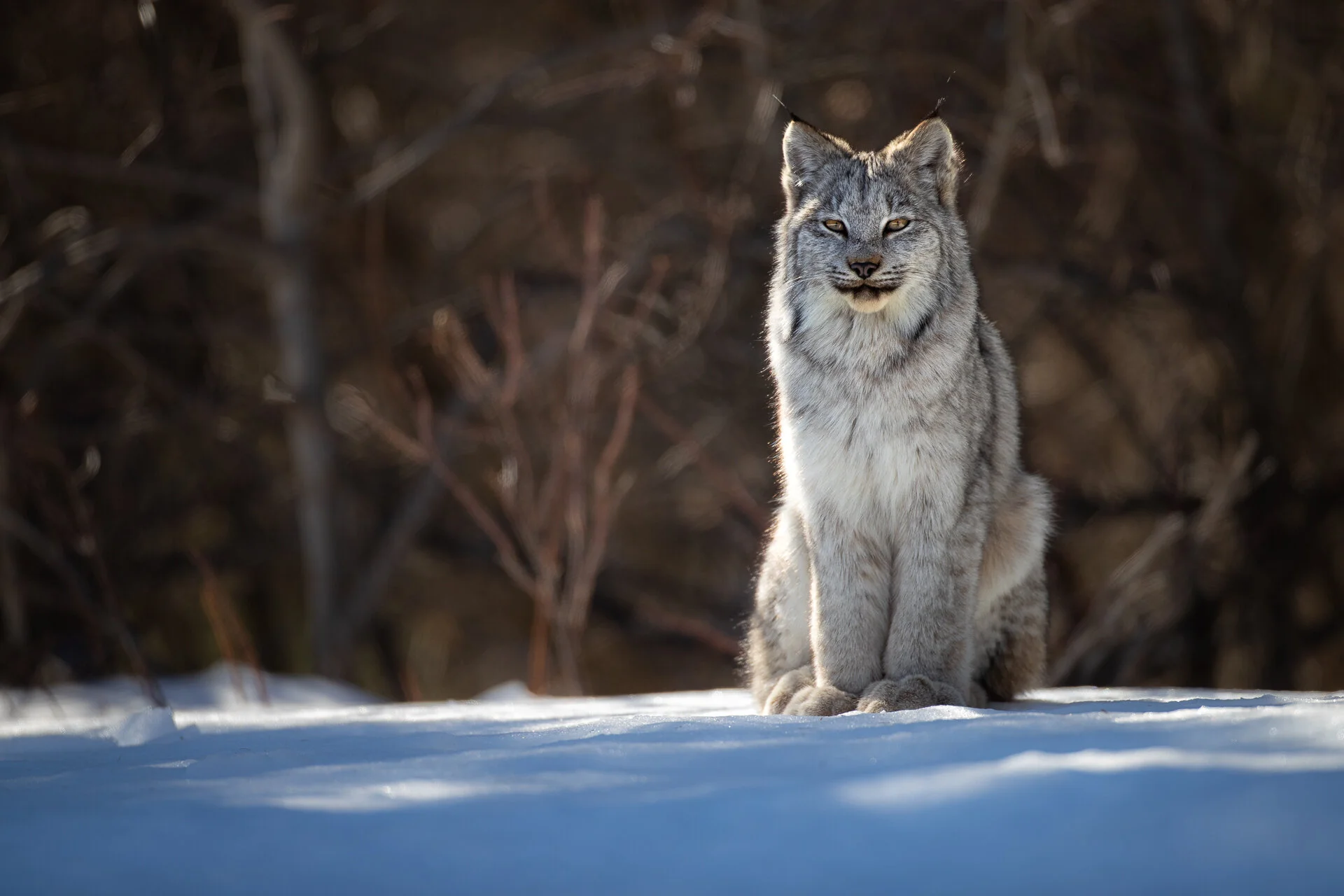 Presence of the Canada Lynx — Yellowstone & Grand Teton Photography ...