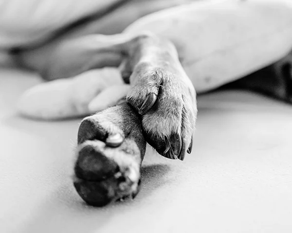 Project Canine Therapy Dogs