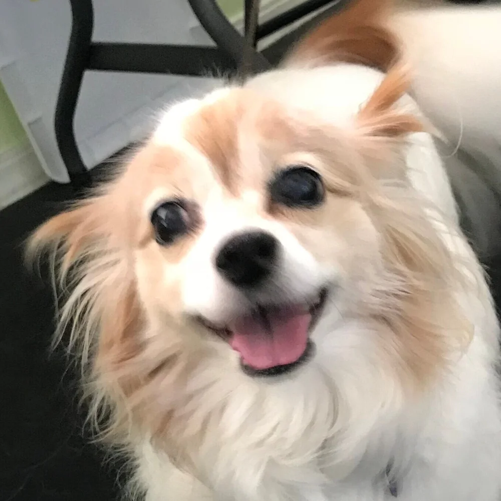 Are Therapy Dogs Effective