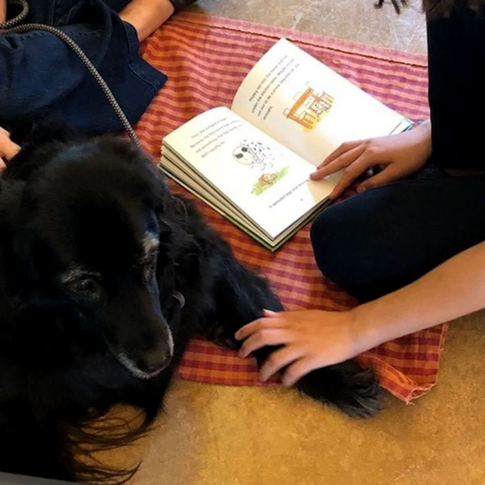 Project Canine Therapy Dogs