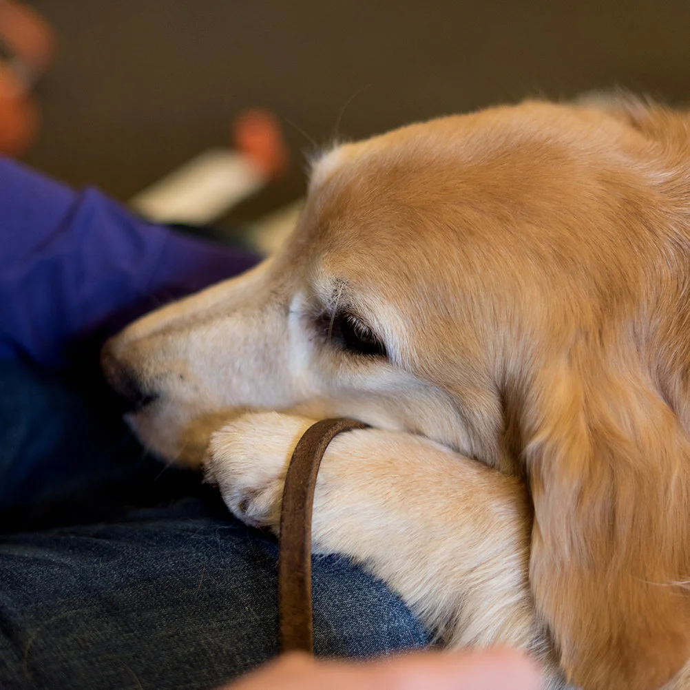 Project Canine Therapy Dogs