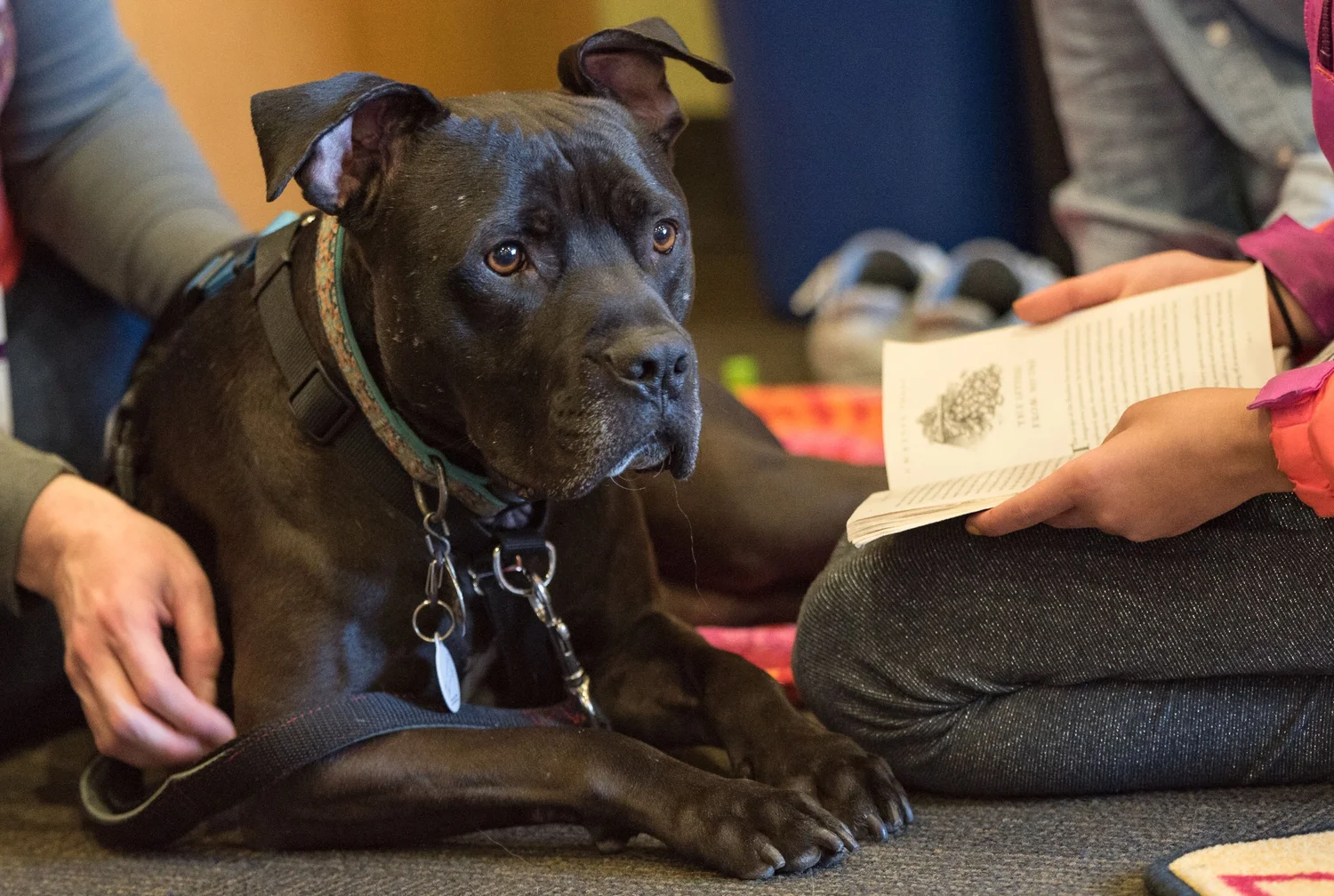 Project Canine Therapy Dogs