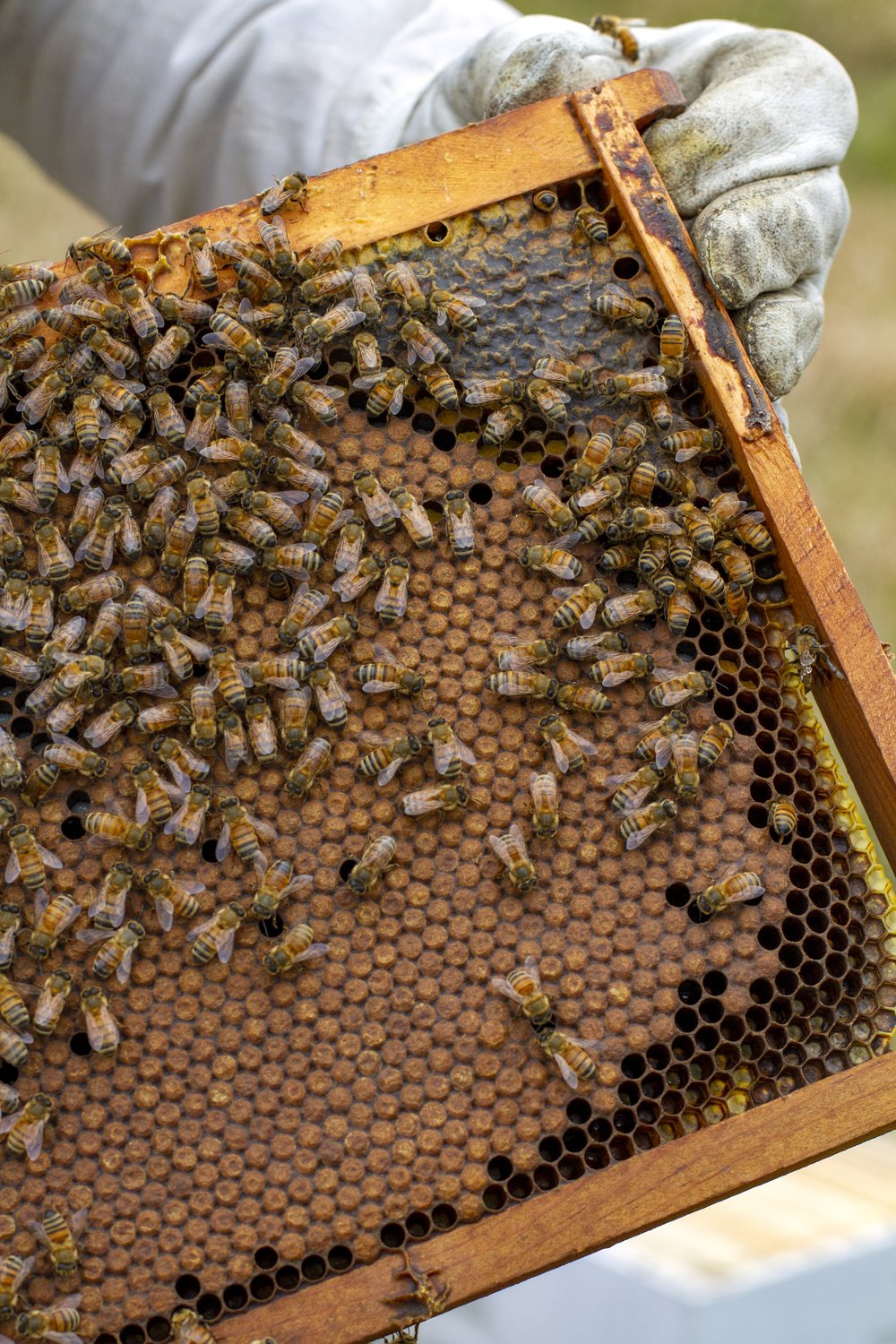 Bees — Shaken Creek Farms, Inc