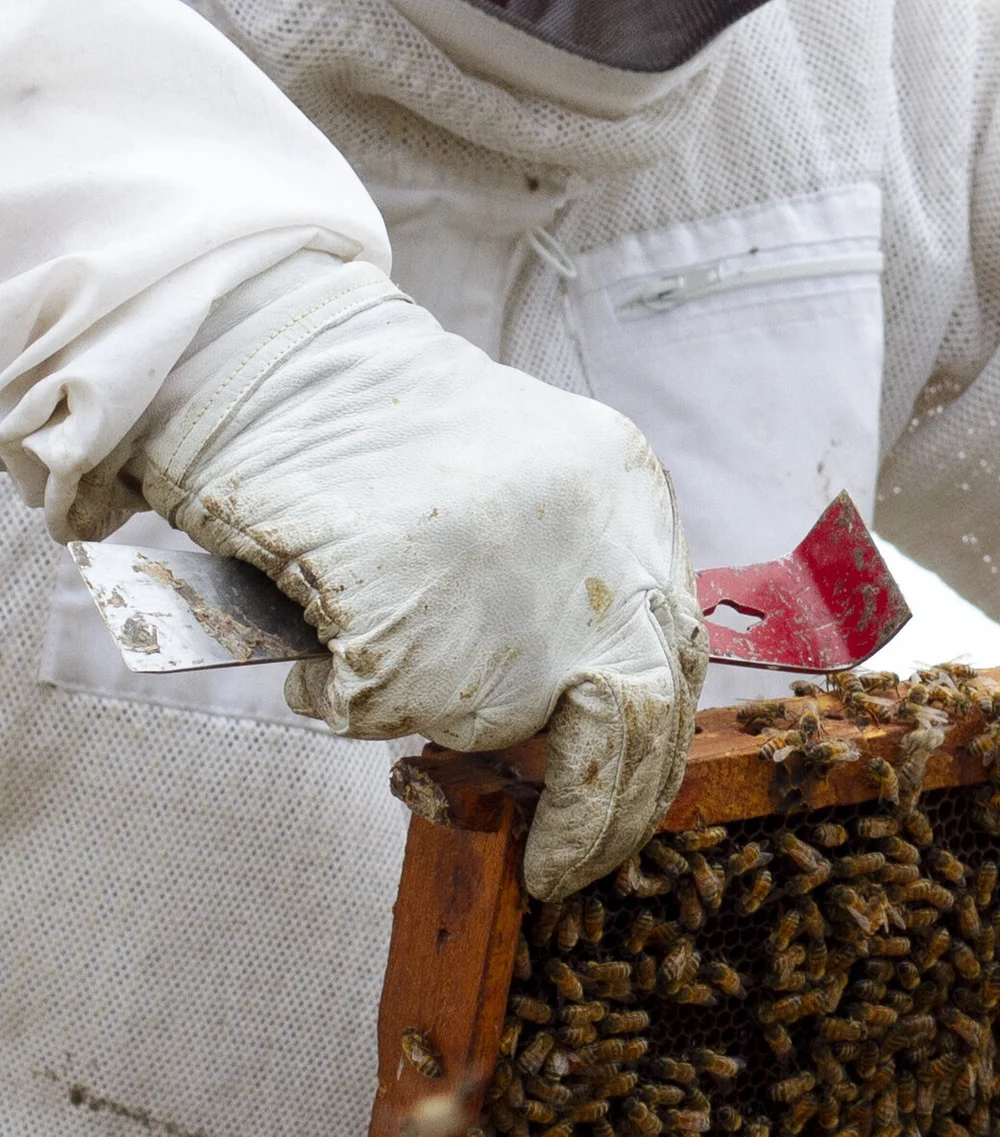 Bees — Shaken Creek Farms, Inc