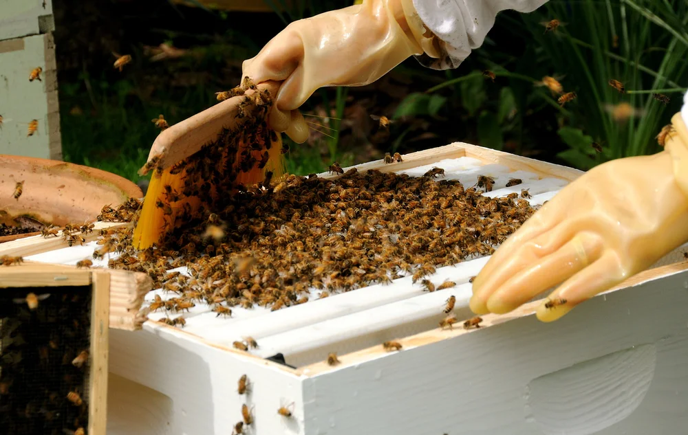 Bees — Shaken Creek Farms, Inc