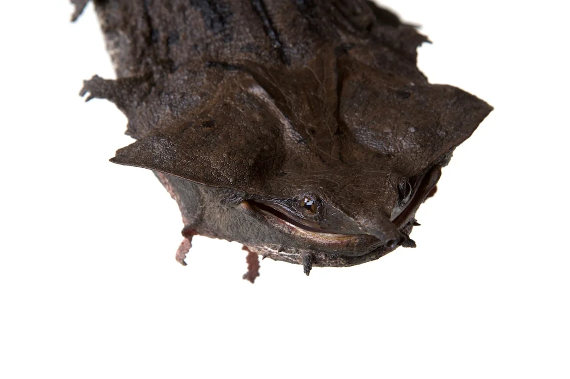 Turtle Conservancy — FAQ