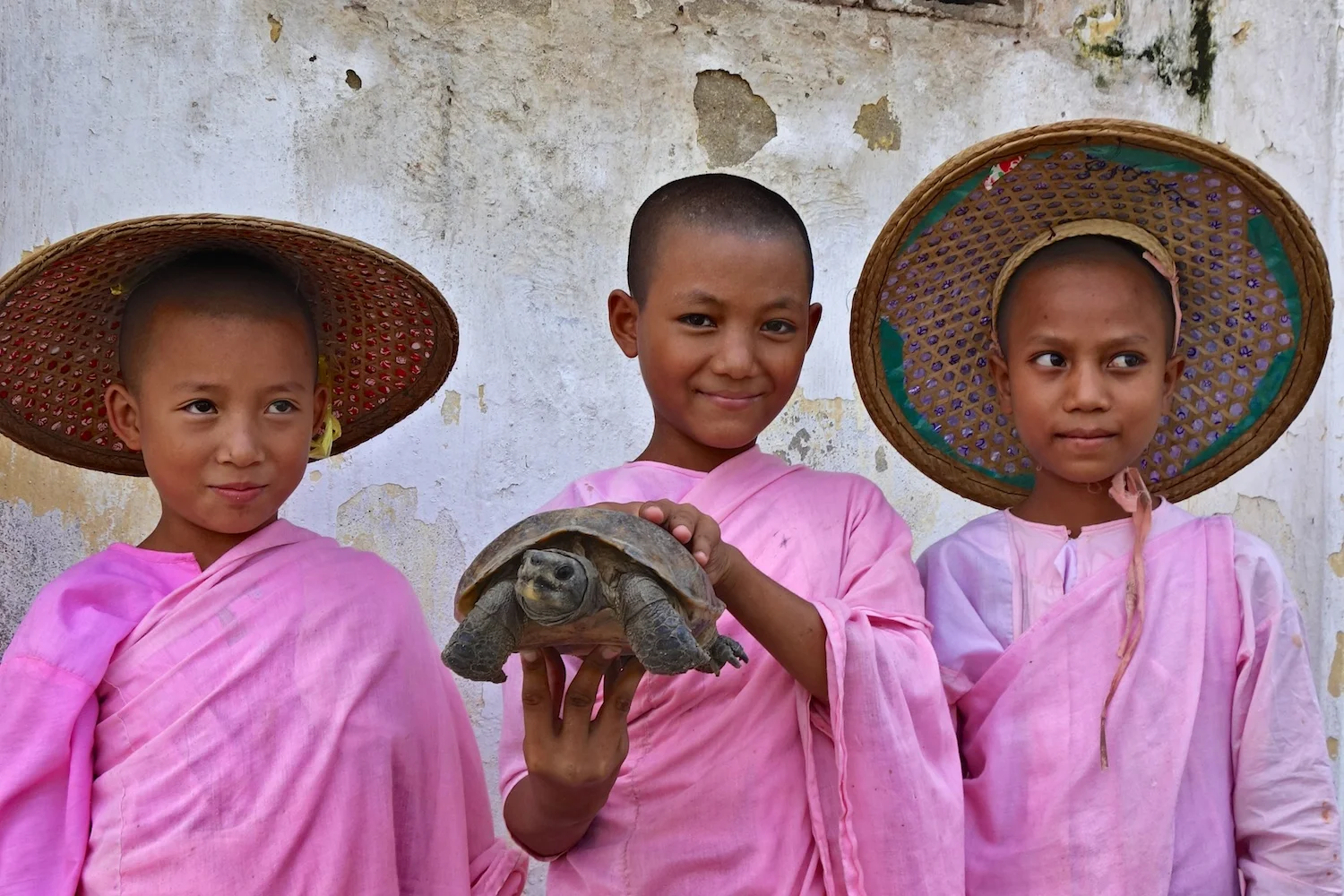 Indian Village Tortoise