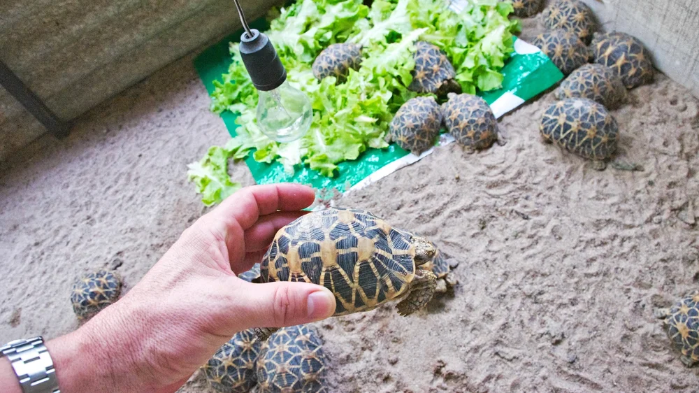 Indian Star Tortoise Food