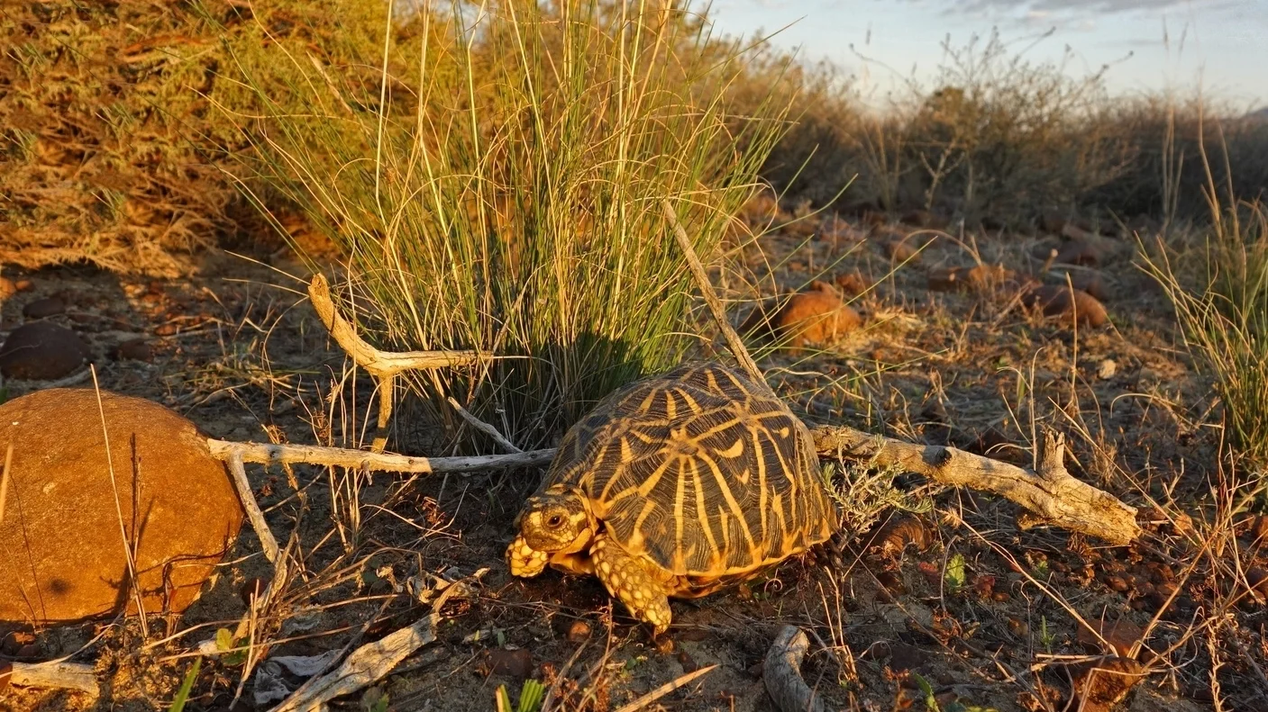 Turtle Conservancy — Programs