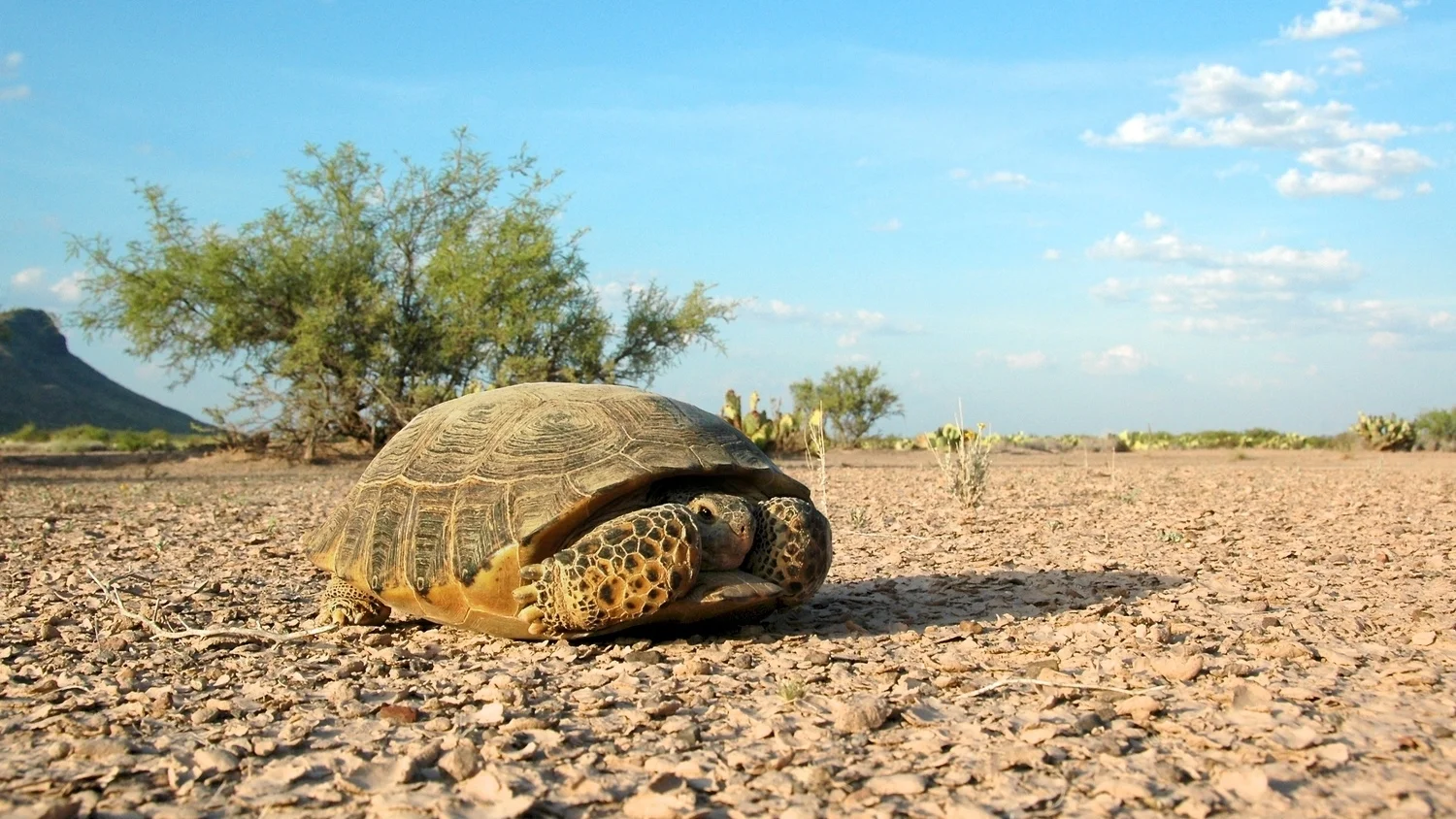 Turtle Conservancy — Programs