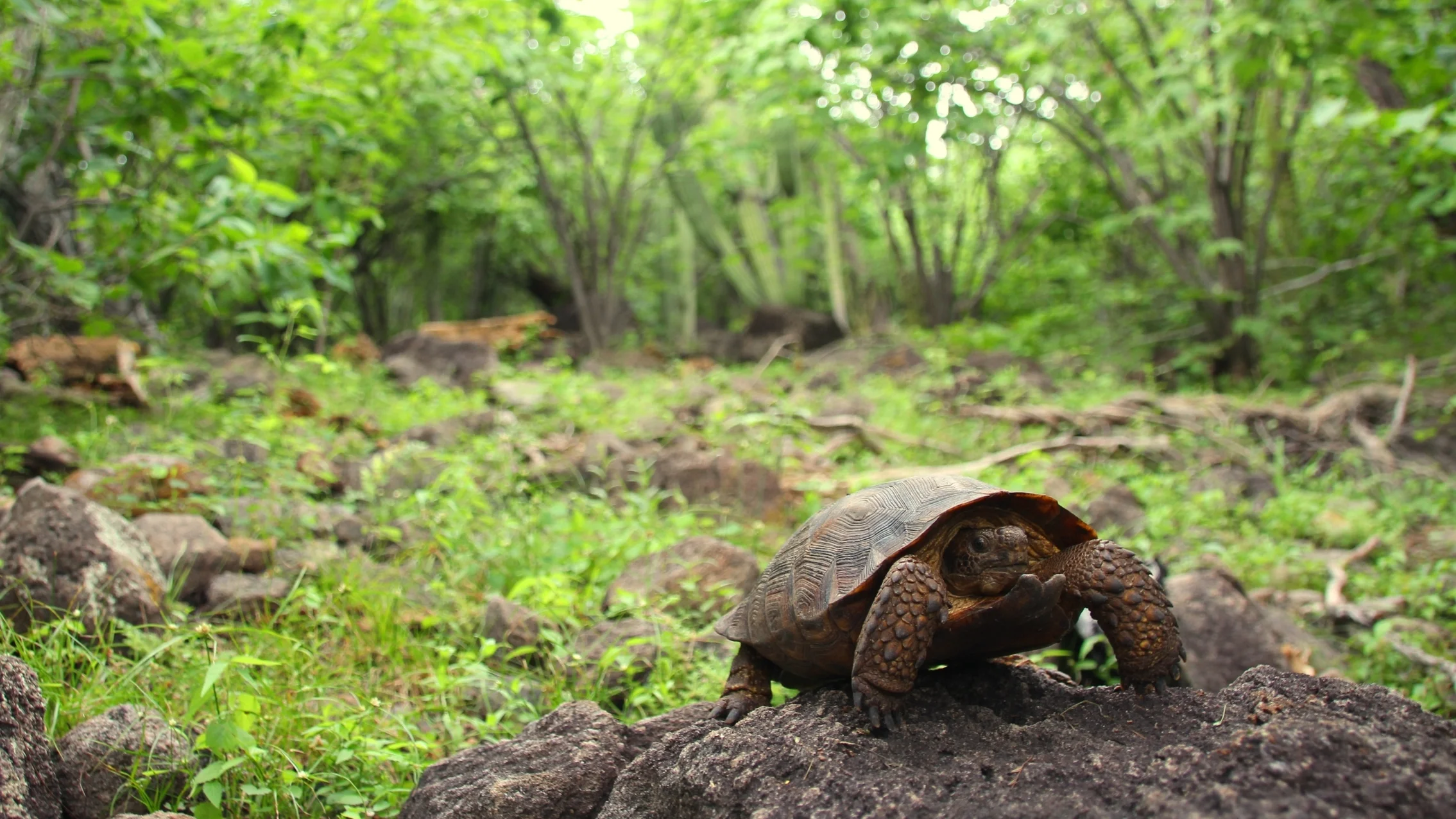 Turtle Conservancy — Programs
