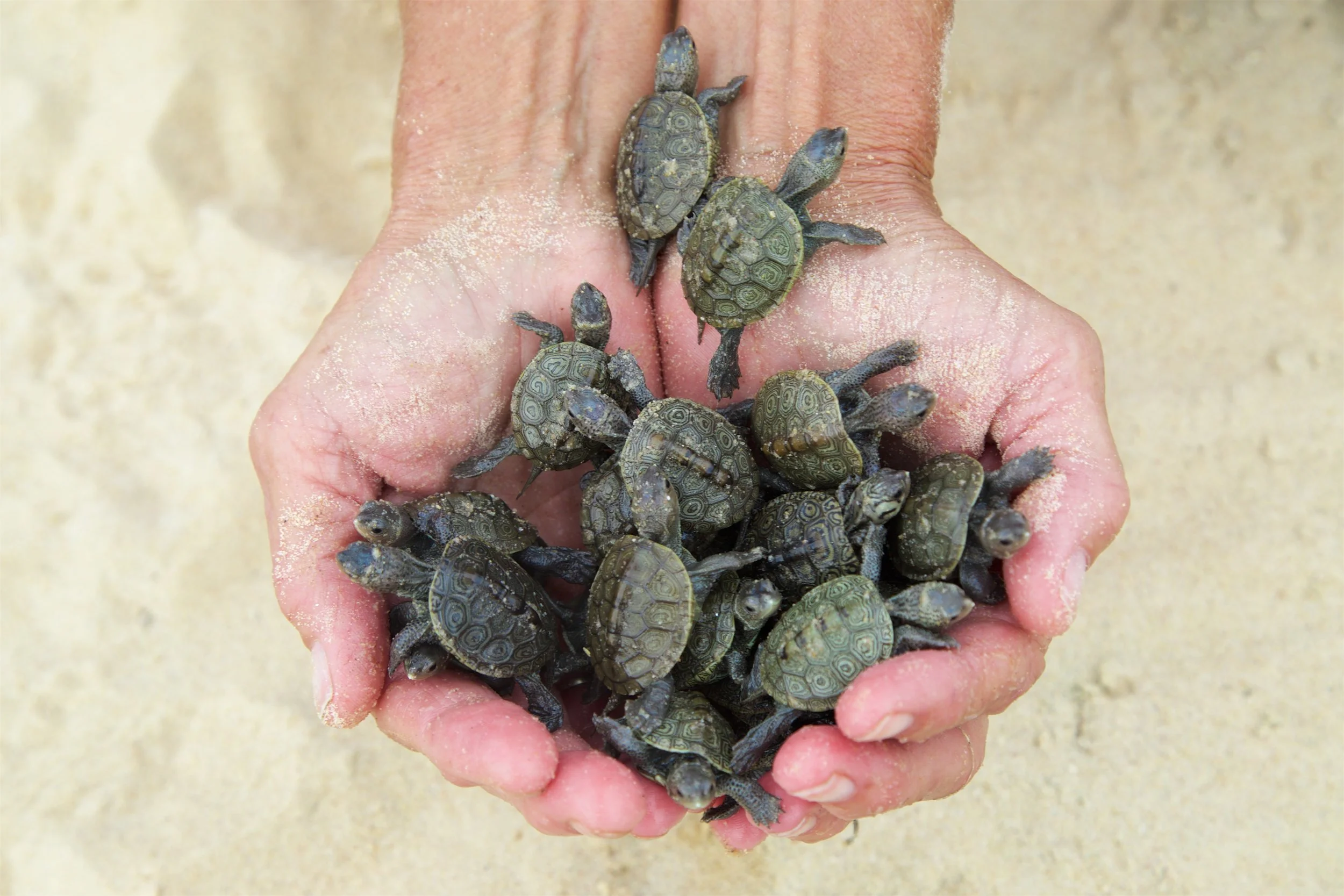 Turtle Conservancy — Programs