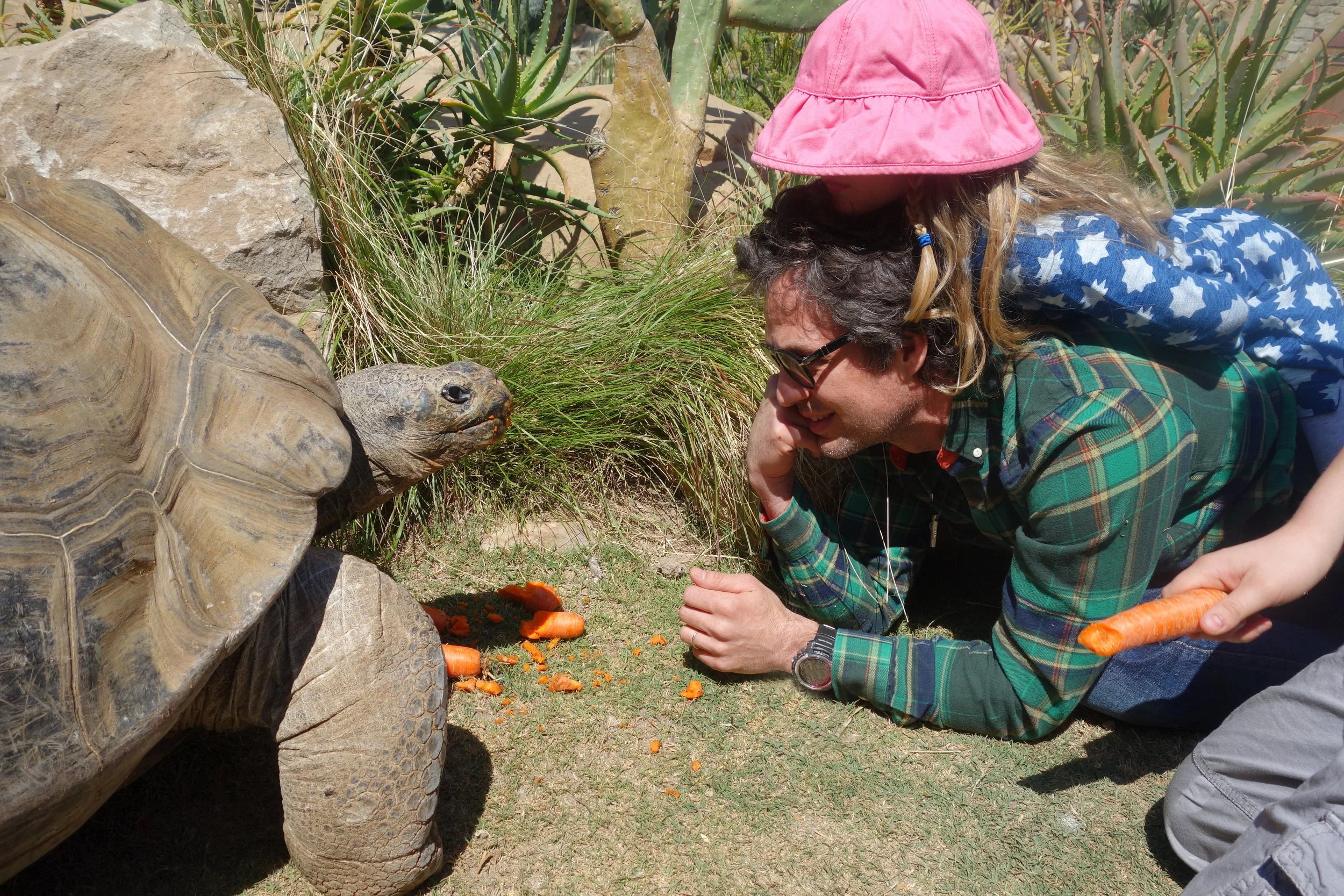 Turtle Conservancy — Programs