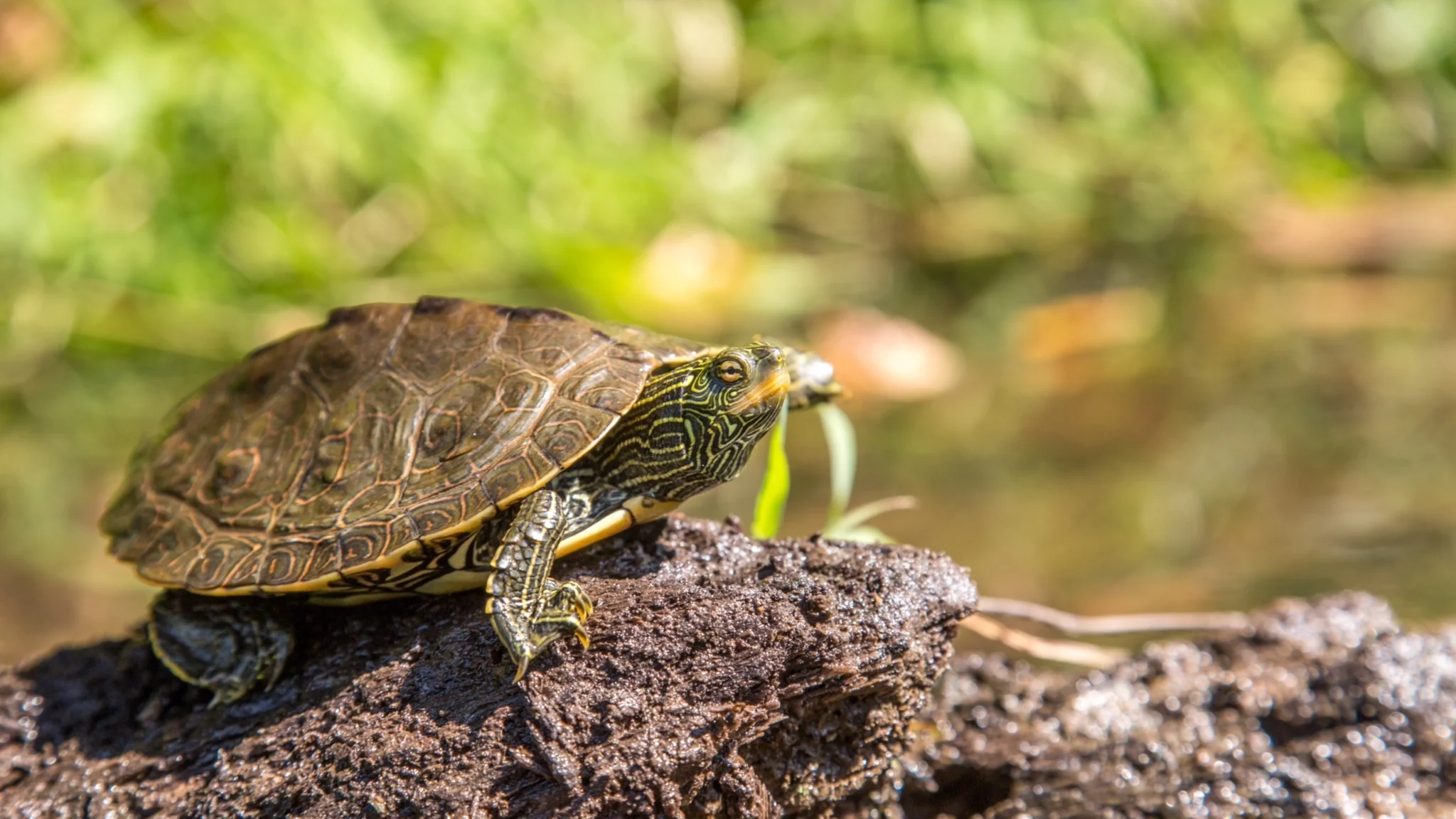 Baby Northern Map Turtle