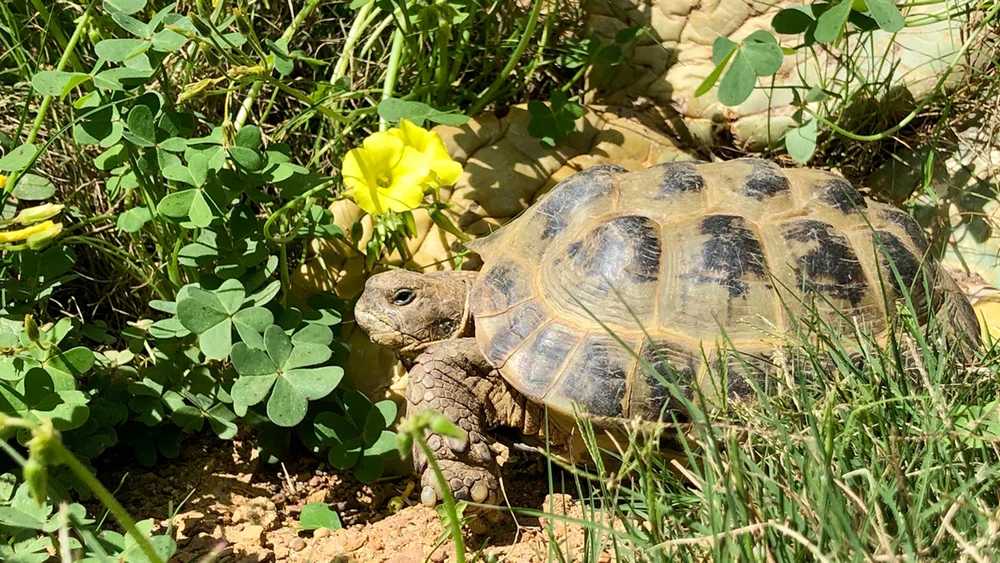 Pet Russian Tortoise