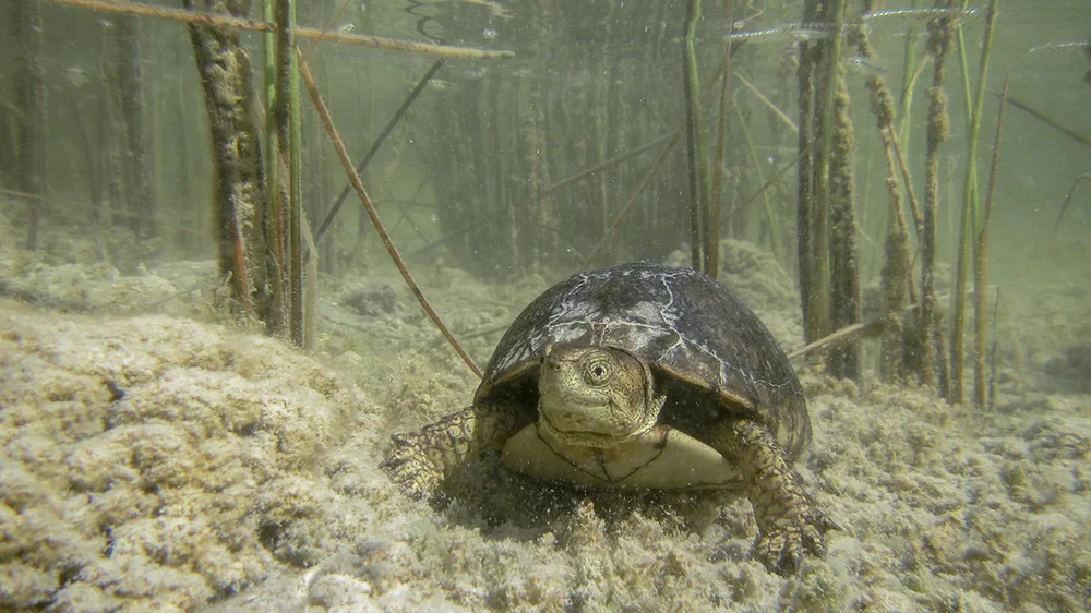 Coahuilan Box Turtle
