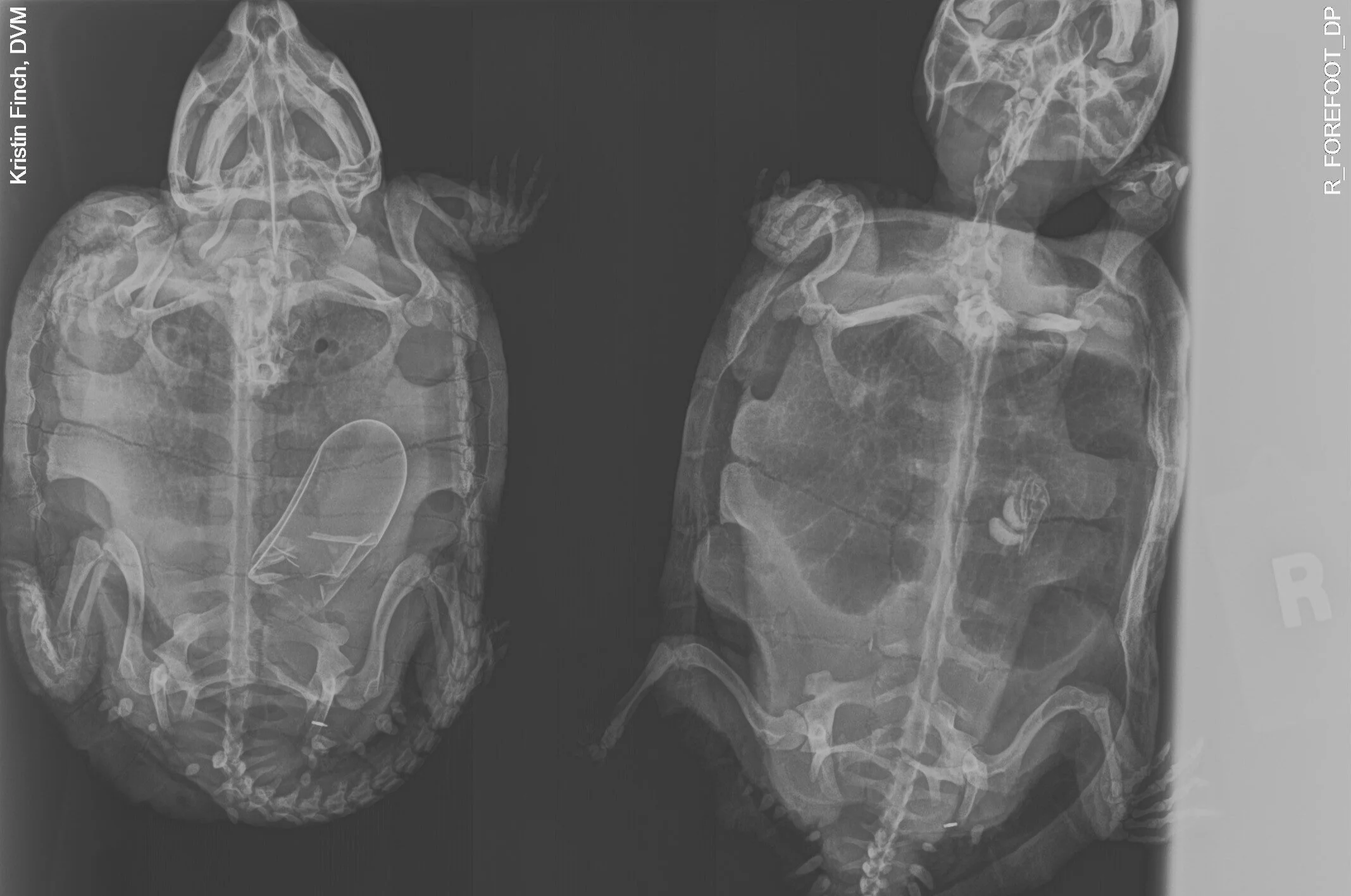 elevación Engreído pantalla radiografia tortuga analogía Día del Niño ...