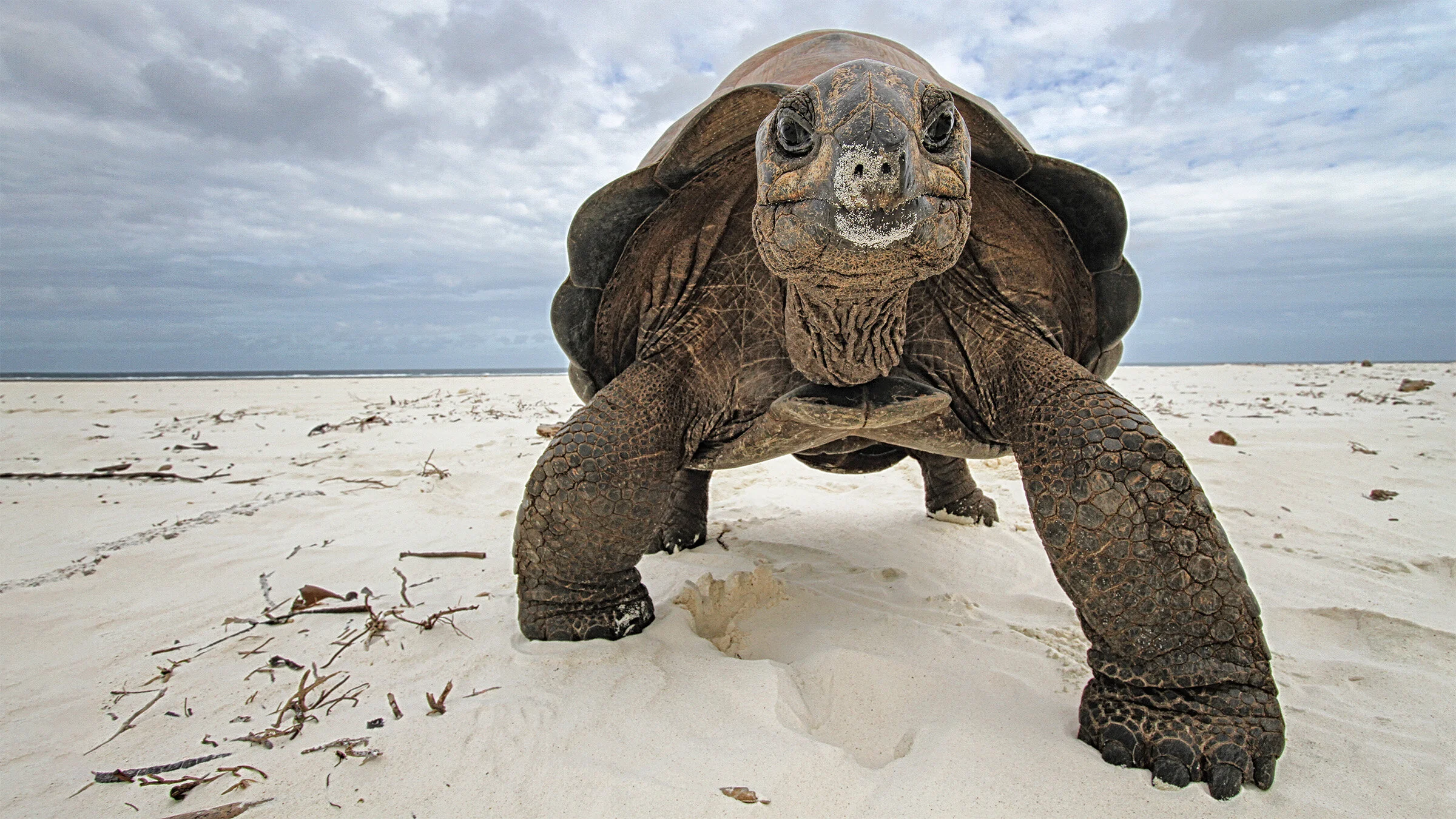Full Grown Aldabra Tortoise