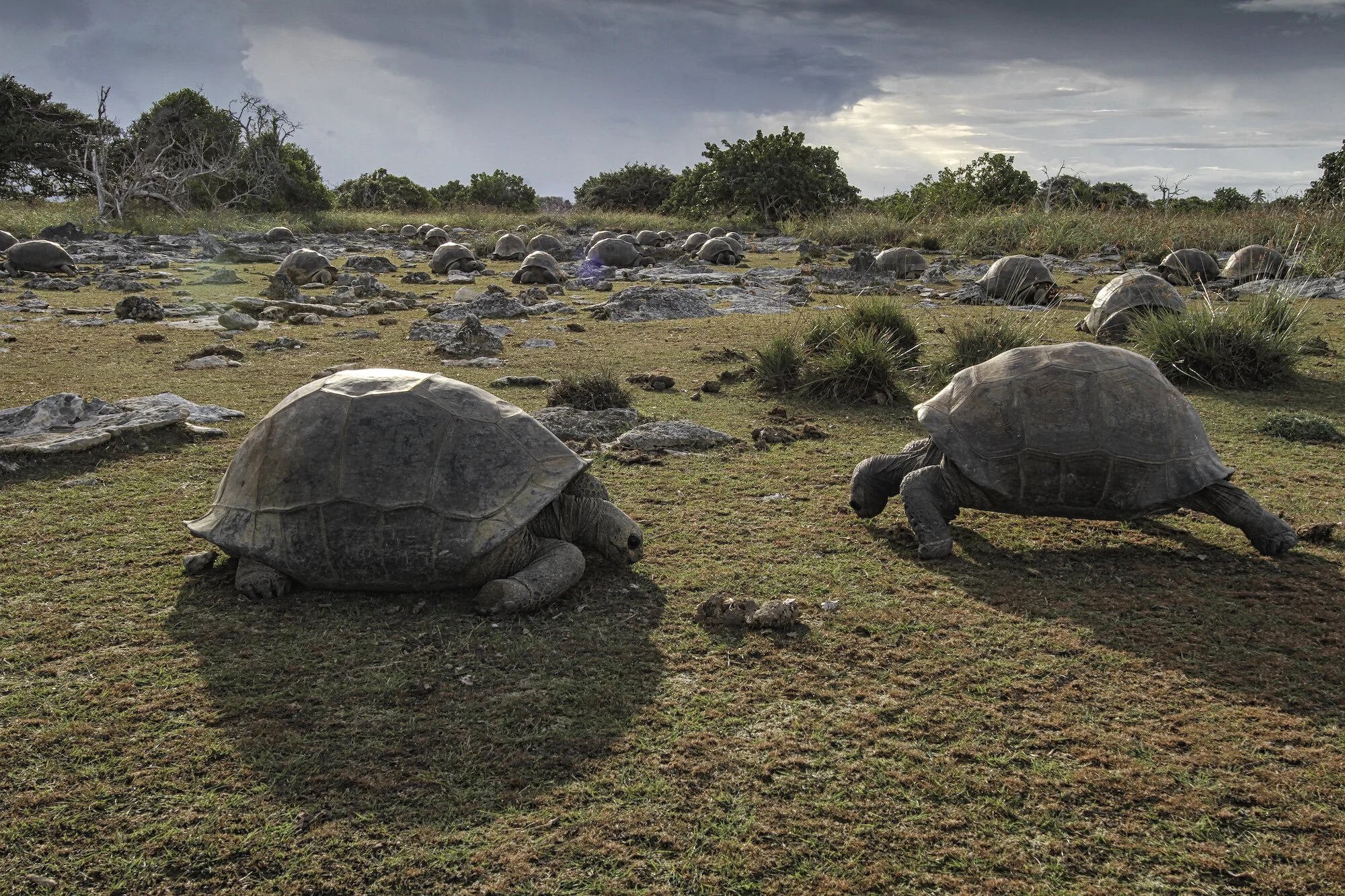 Aldabra Tortoise